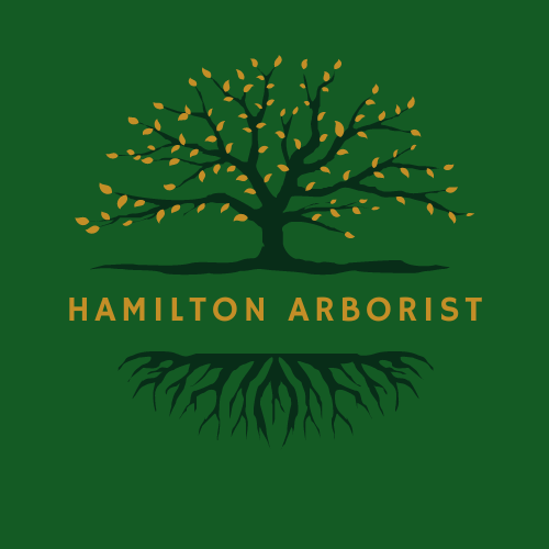 No. 1 Hamilton Arborist l Tree Cutting l Tree Prunning l Stump Removal